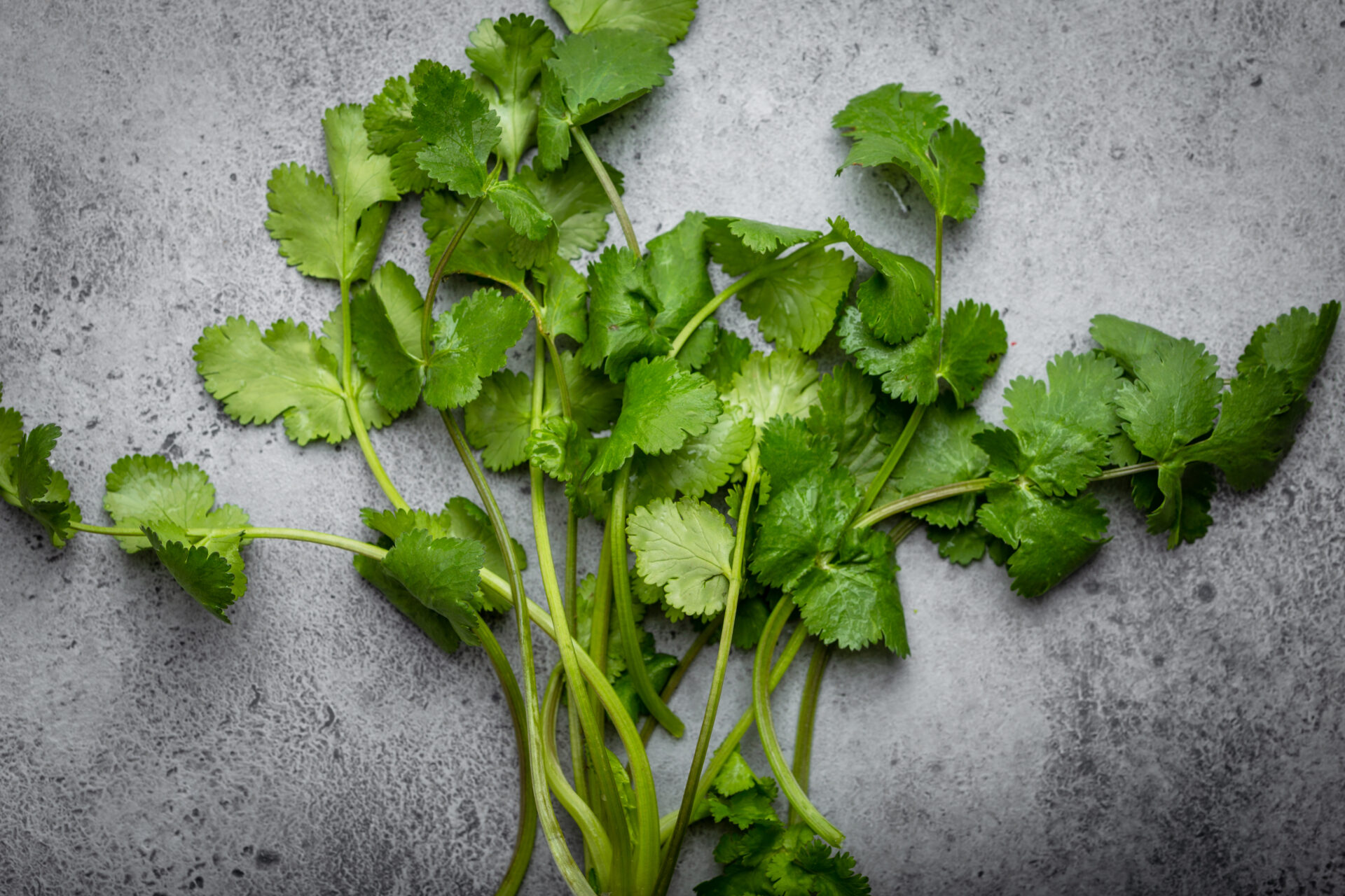 Cilantro - CookingHub