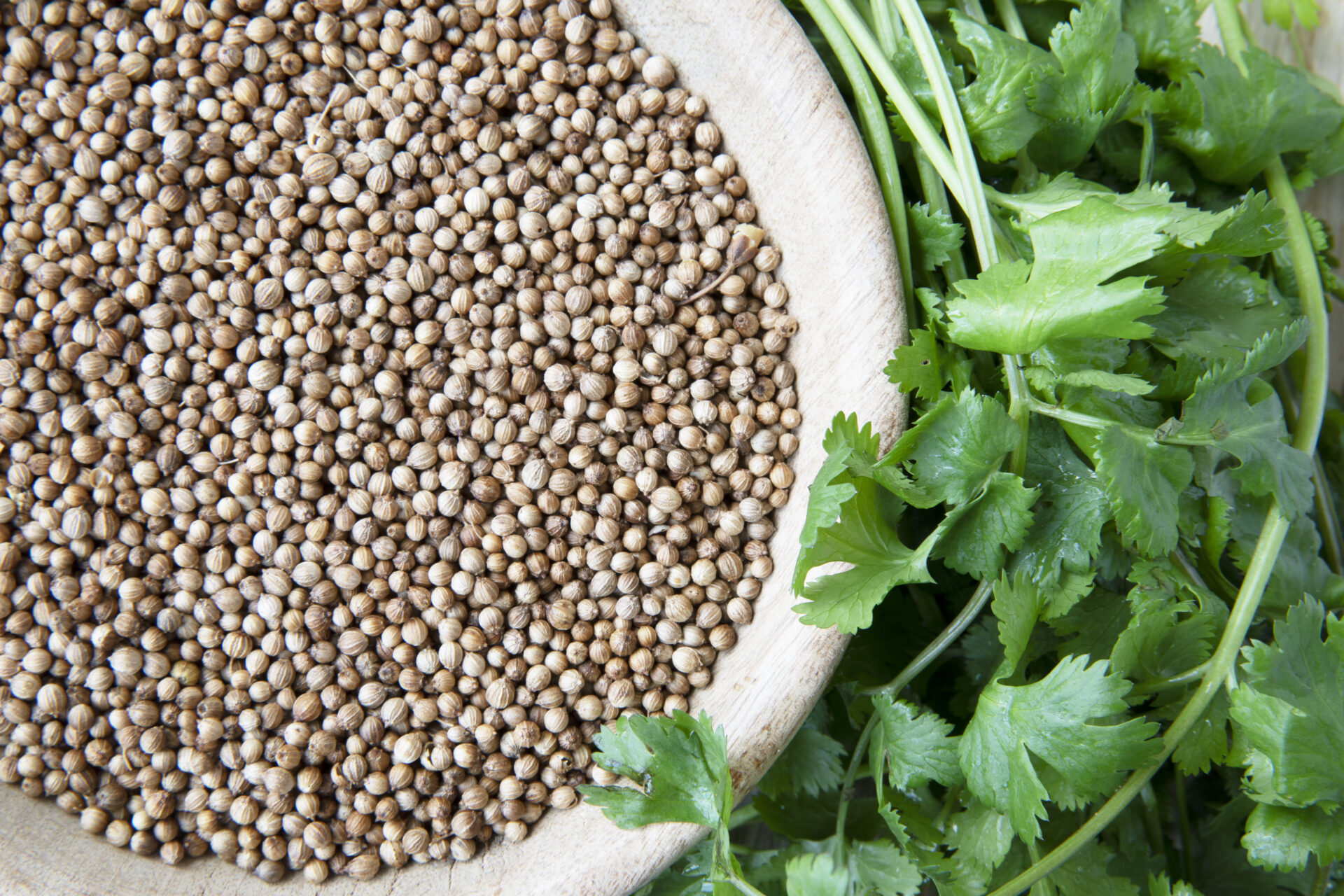 Coriander - CookingHub