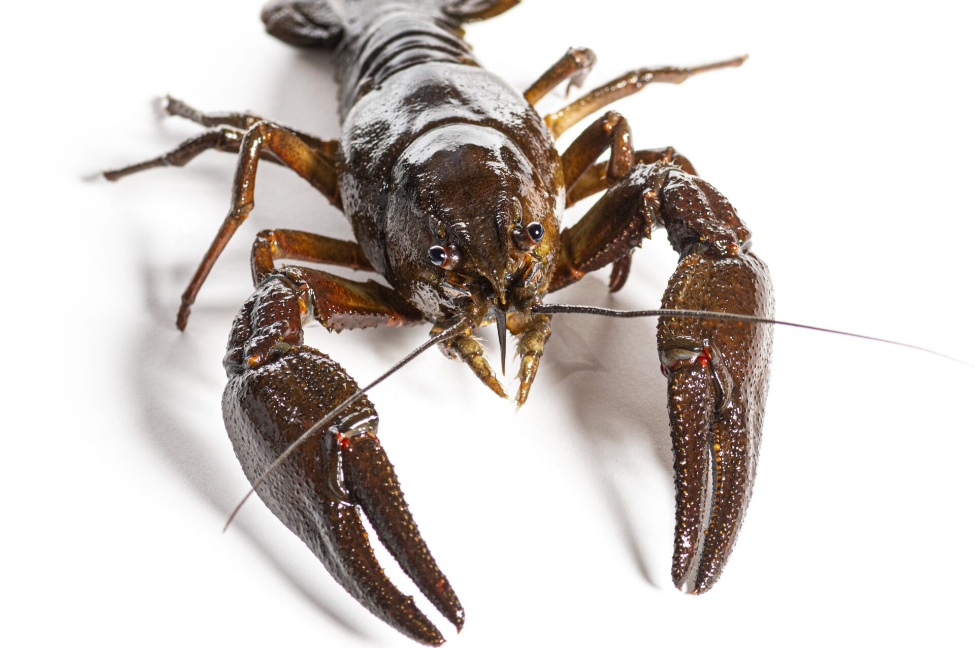 Crawfish (Crayfish, Crawdads) - CookingHub