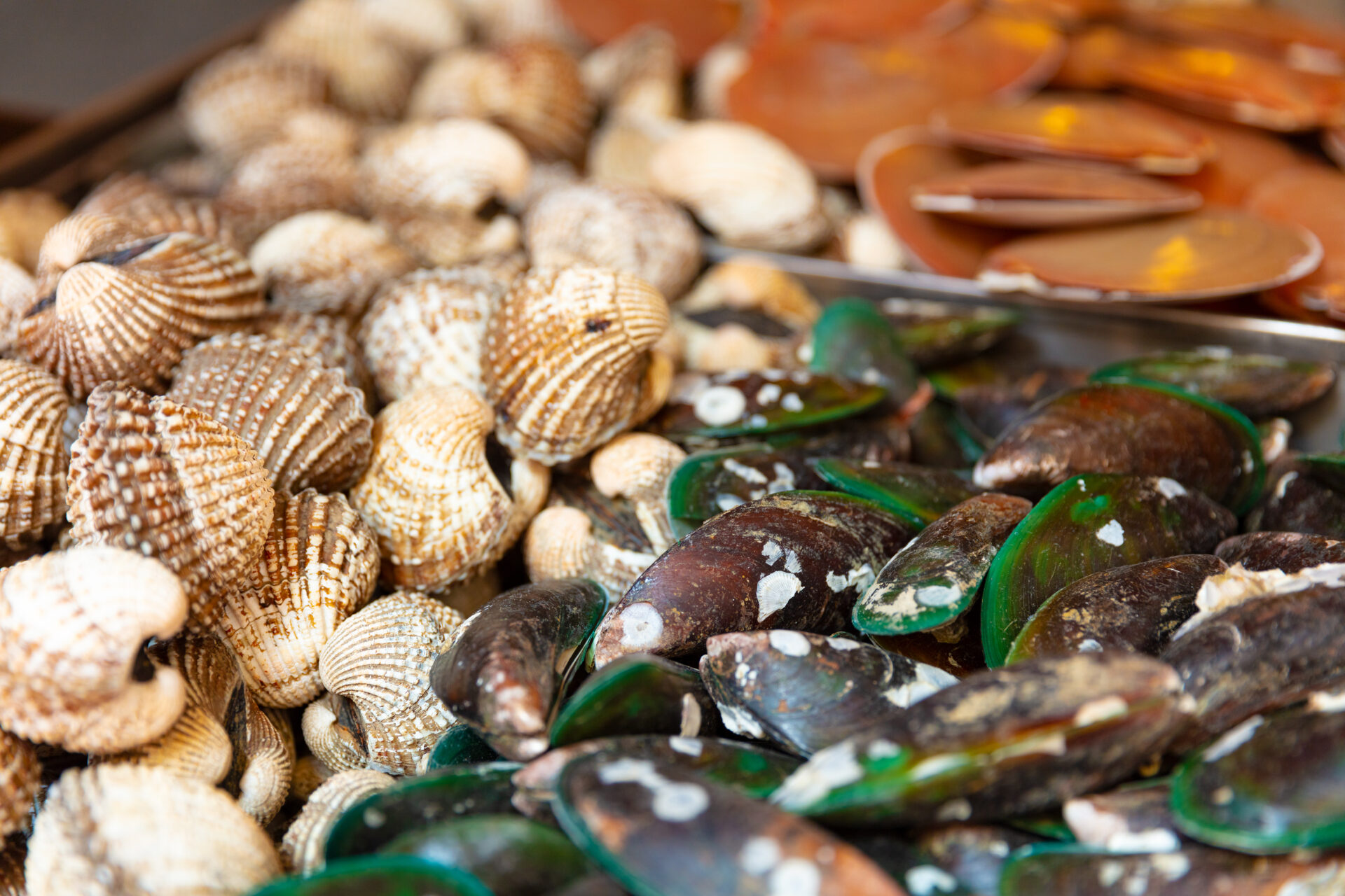 Mollusks (Shellfish) - CookingHub