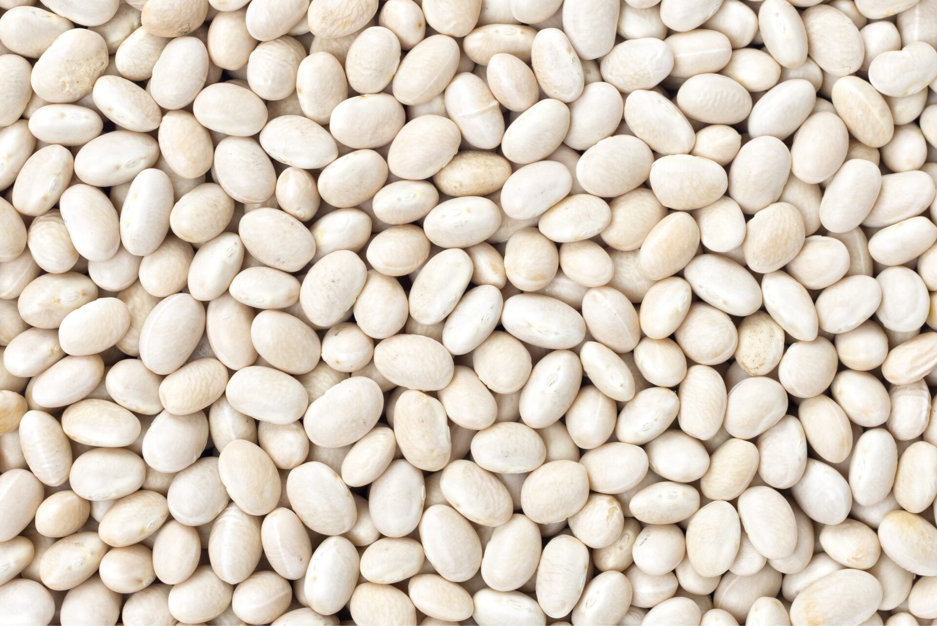 Navy Beans - CookingHub