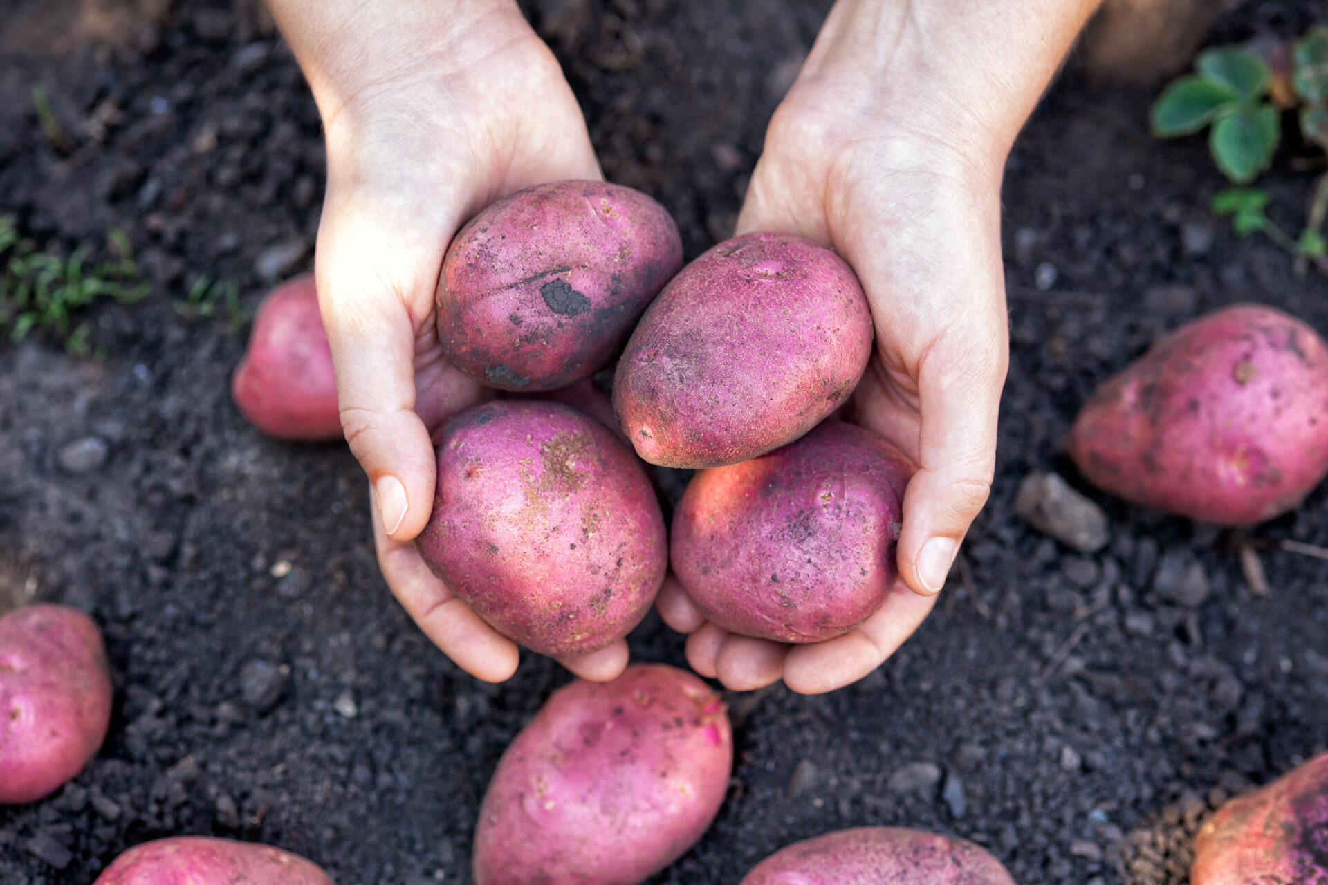 Norland Red Potatoes - CookingHub