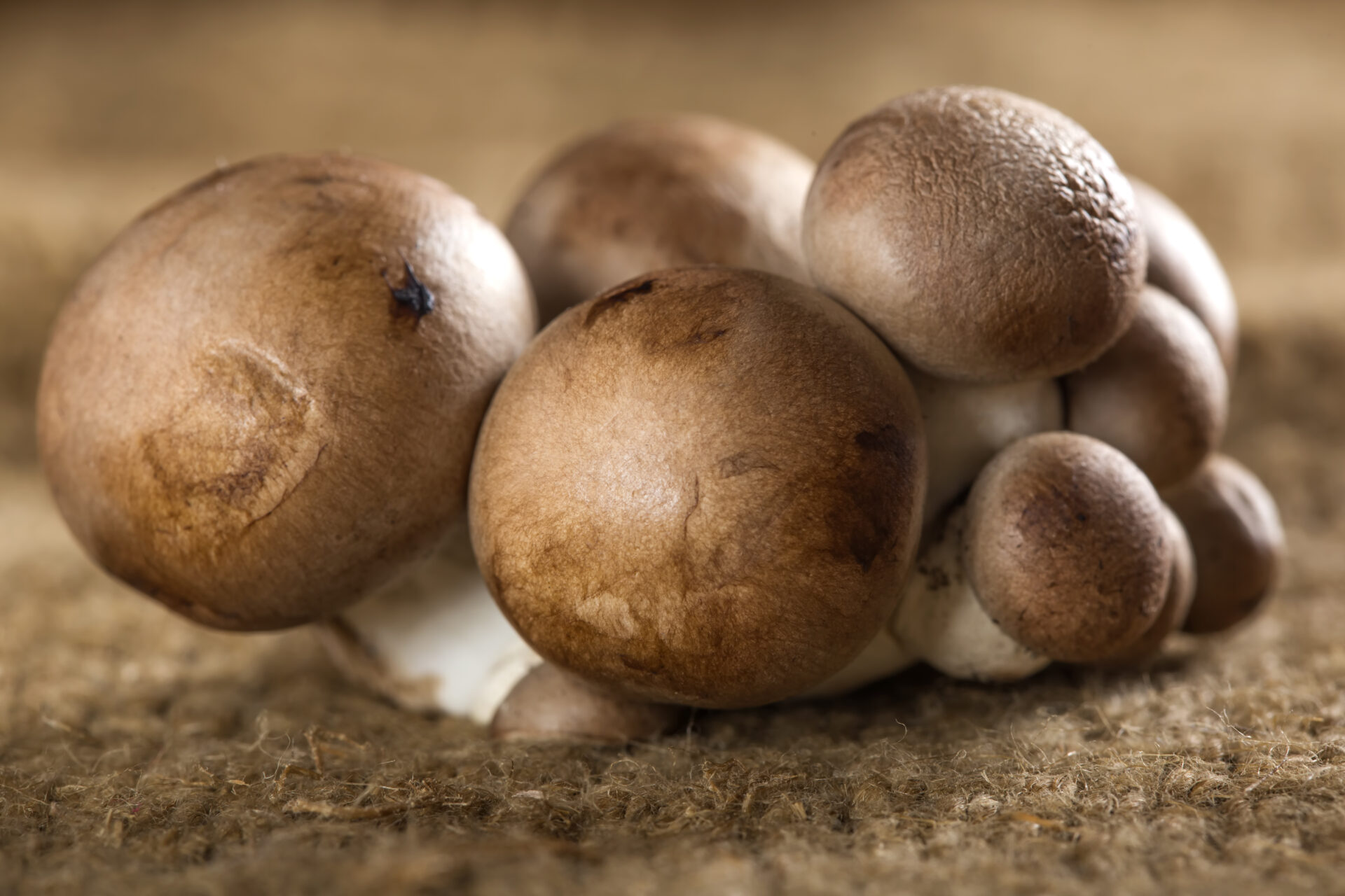 Cremini Mushrooms (Brown Botton Mushrooms) - CookingHub