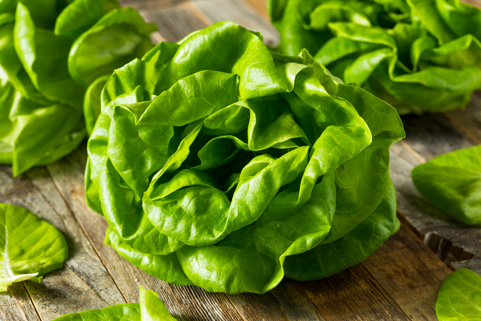 Butterhead Lettuce - CookingHub