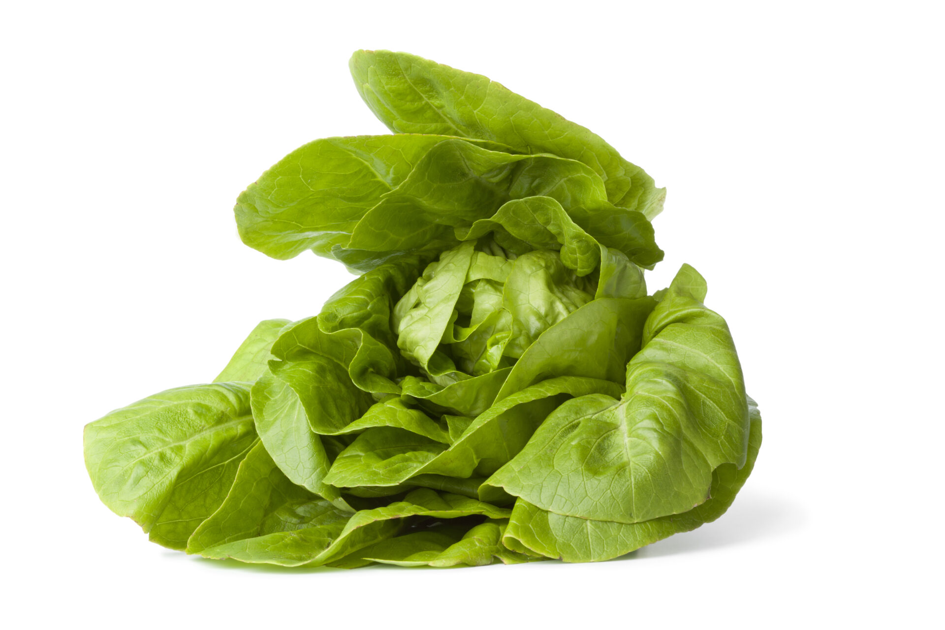 Gem Lettuce - CookingHub